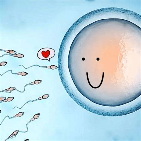 武医生殖专家：受精卵的诞生精子输卵管女性