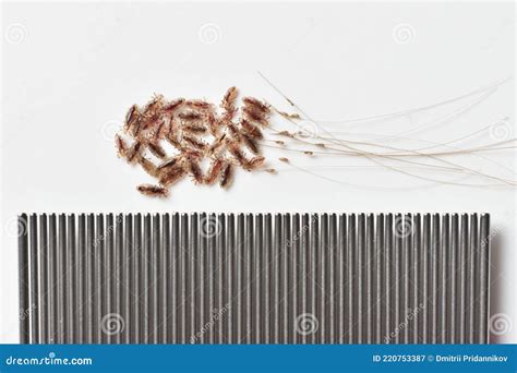 Louse Eggs