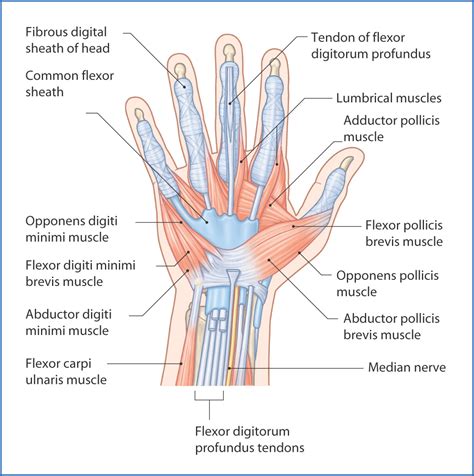 Complete Guide To Finger Anatomy With Parts Names Ikdxf
