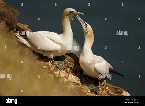Paire De Gannets Du Nord Morus Bassanus Rspb Bempton Cliffs Un