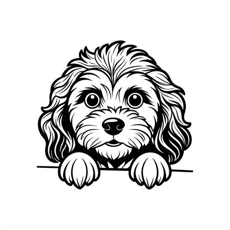 Cavapoo Dog Peeking Face Black And White 54987456 Vector Art At Vecteezy