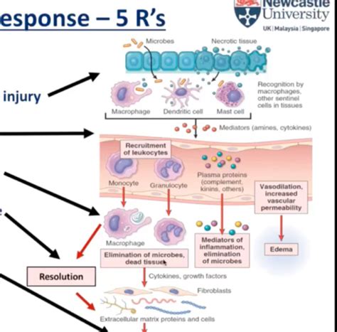 Introduction To Inflammation And Tissue Repair Lecture Flashcards