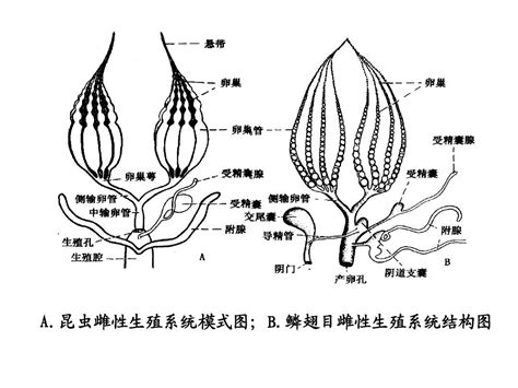 昆虫的生殖系统pptword文档在线阅读与下载无忧文档