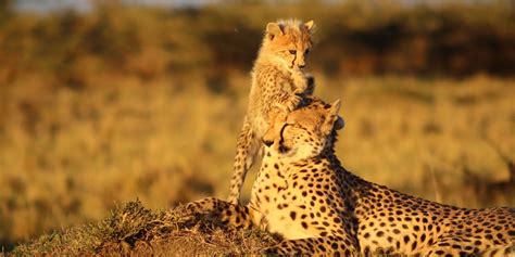 Te Voet Op Safari Bekijk De Wildernis Van Dichtbij