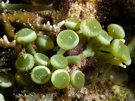 Морской виноград водоросли (83 фото)