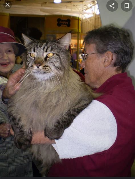 Huge Old Cat Rgirlswithhugepussies