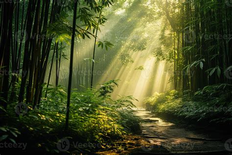 Landscape Of Path In Asian Bamboo Forest With Morning Sunlight 29783279