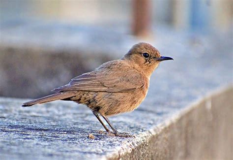 Robin Vogel Tier Kostenloses Foto Auf Pixabay