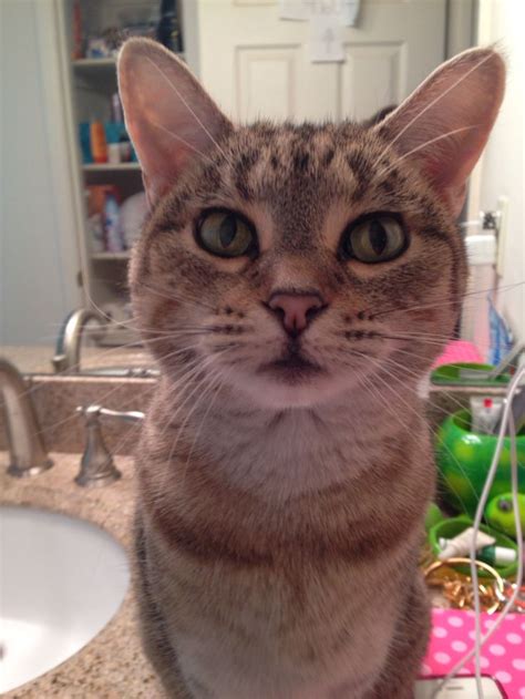 Luca Is My Cute Little Kitty Little Kitty Cute Kitty