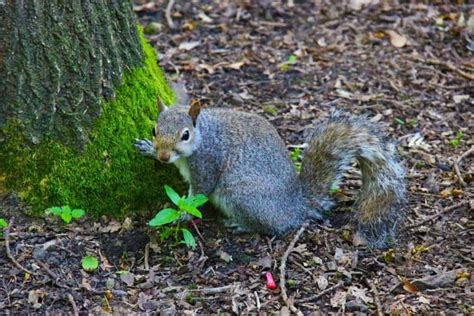 289 Types Of Squirrels The Ultimate Guide To All Squirrel Species In The World Squirrels At