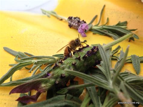 The Polystyrene Beehive Project Part 1 Ground To Ground