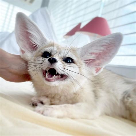 Fennec Fox Fun Facts Eating Habits And Habitat Learn About Nature