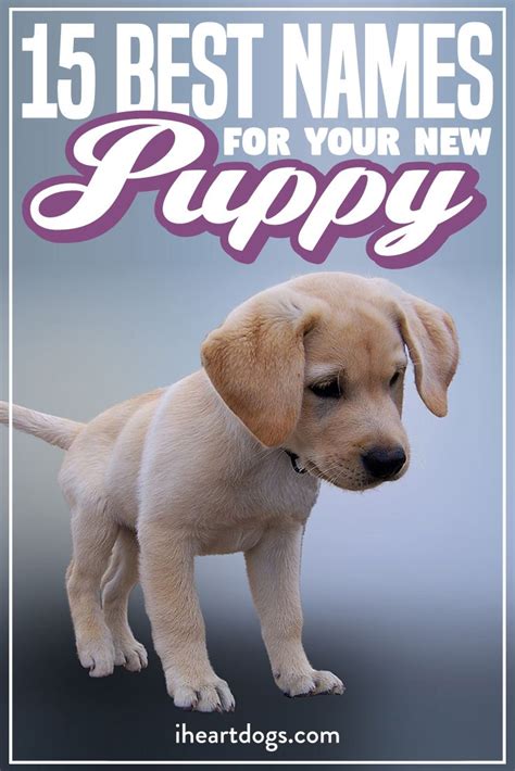15 Best Names For Your New Puppy Dog Name Ideas For Labradors Puppy