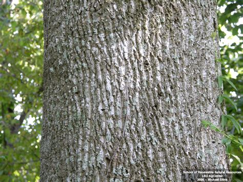 Poplar Tree Identification Bark