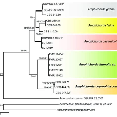 phylogenetic tree inferred from a maximum likelihood raxml analysis
