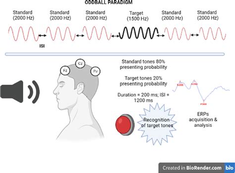 Schematic Representation Of The Oddball Paradigm Employed For Erp