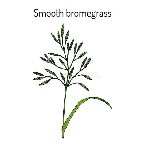 Smooth Brome Bromus Inermis Medicinal Plant Stock Vector