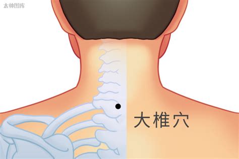 大椎穴 医学插画
