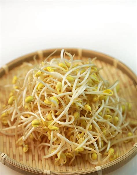 黃豆多久發芽？手把手教你輕鬆種出嫩豆芽！ Imomo植物識別