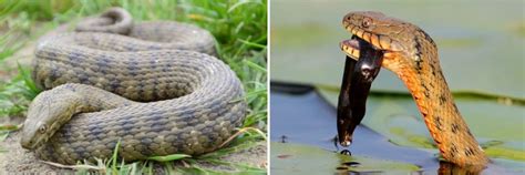 13 Types Of Snakes That Live In Turkey Id Guide Bird Watching Hq