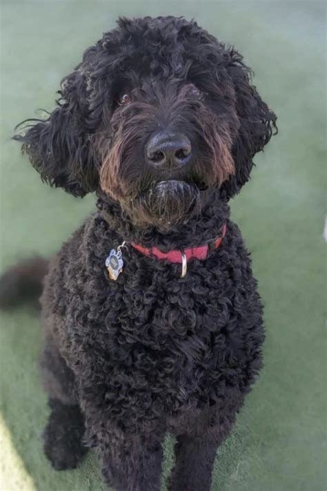 Black Goldendoodle Guide Everything You Need To Know Puptraveller