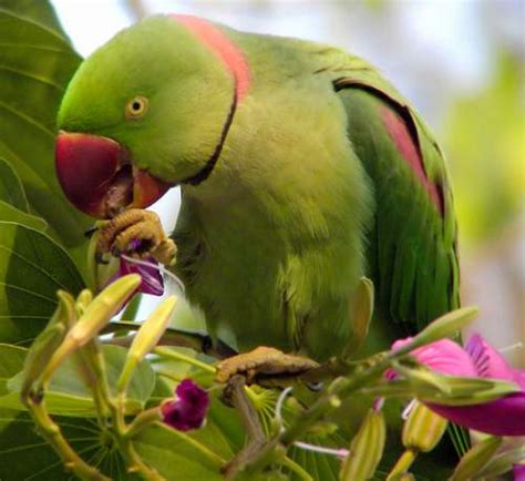 Alexandrine Parakeet Birds Of India Bird World