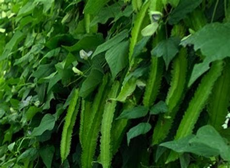 Sigarilyas Benefits And Recipe