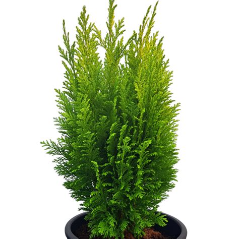 Chiparos L Ellwood Auriu 40cm 5l