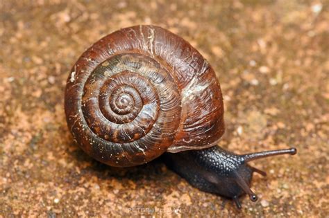 9 Common Types Of Garden Snails Pestclue