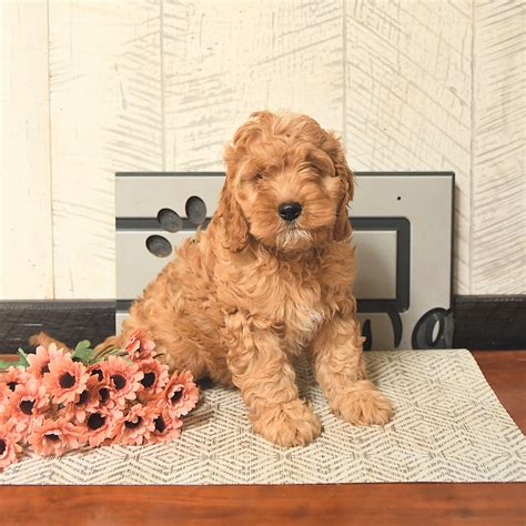 Daisy Cockapoo Puppy For Sale In Emmitsburg Md Lancaster Puppies