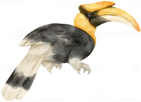 Watercolor Great Hornbill Bird Illustration 9373328 Png