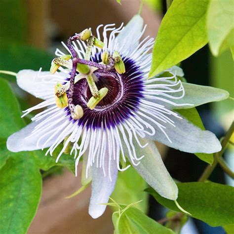 Passiflora Beauty Of Hannover Passion Flower Evergreen Climbing