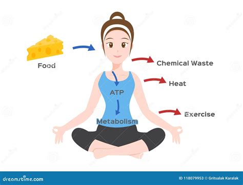 Metabolism Cartoons Illustrations And Vector Stock Images 6199