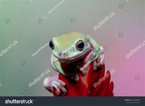 Australian Dumpy Tree Frog On Red Stock Photo Shutterstock