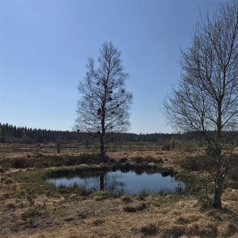 Baraque Michel 476 Visitors