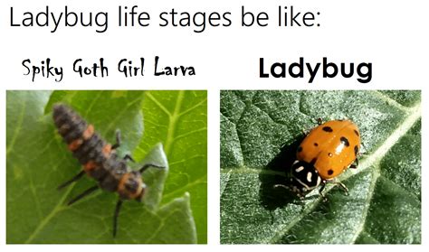 Goth Girl Larva Becomes Ladybug Funny But I Dont Know How To Use It