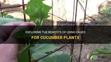 Exploring The Benefits Of Using Cages For Cucumber Plants Shuncy