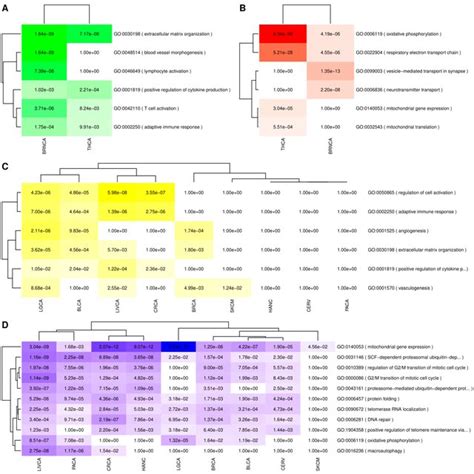 Go Overrepresentation Analysis Results Of Genes Significantly Download Scientific Diagram