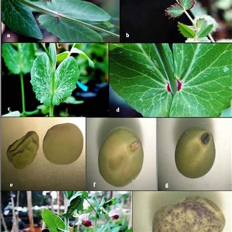 Vegetative And Floral Qualitative Traits A Anthocyanin Coloration On