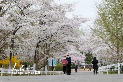 北京：玉渊潭公园樱花怒放迎来盛放期【5】 图片频道 人民网