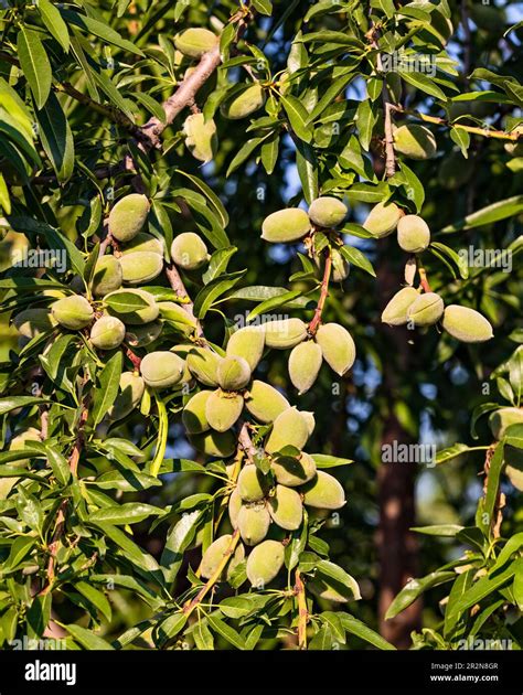 Closeup Of Beautiful Young Almond Fruit On Almond Tree In An Almond