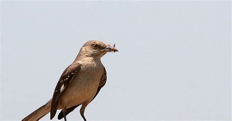 Good Guy Bird Eats Wasps Imgur