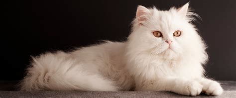 The Bright White Cat White Cat Breeds And Fur Facts