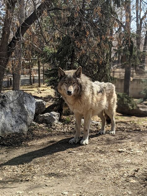 The Largest Wolf On Record At Makayla Sleath Blog
