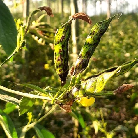 Grow Rich Arhar Crops With Aaradhya Seeds