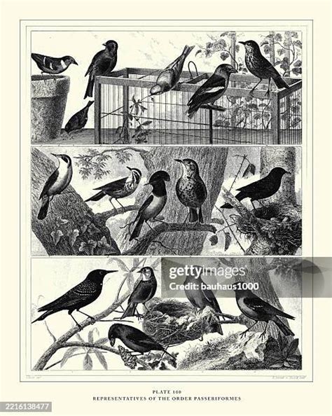 Representatives Of The Order Passeriformes Engraving Antique Illustration Published 1851 High