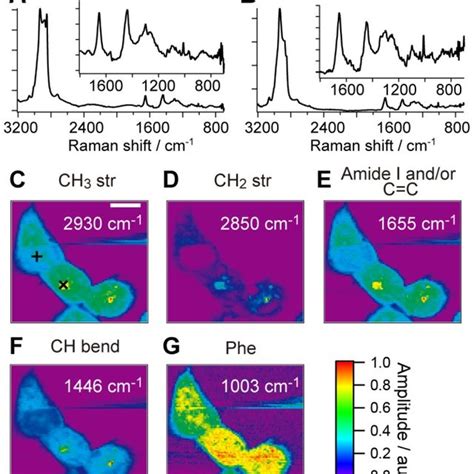 Im χ3 Spectra From The Two Points Of The Chl Cell A And B Are Download Scientific Diagram