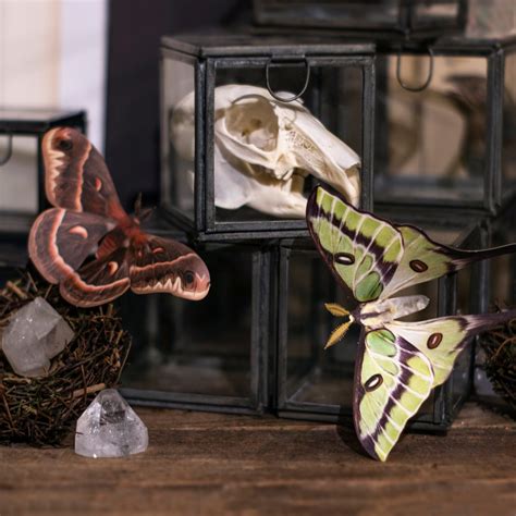 Paper Moth 19 Piece Set The Specimen Collection Moth And Myth