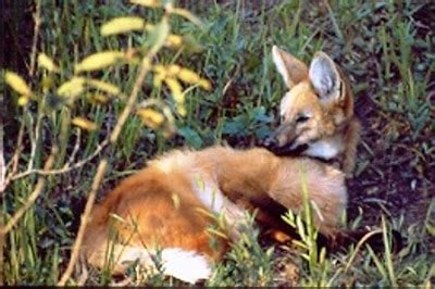Animais Em Extinção No Mato Grosso Mundo Ecologia