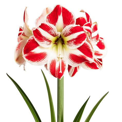 Amaryllis Amorita Esuscrin De Camera 1buc Planterraro Viata Pe Verde